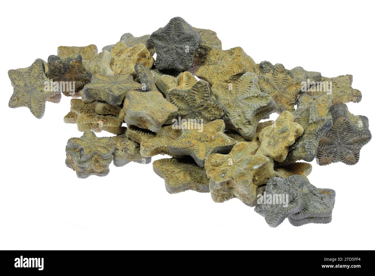 crinoid stars from Ellange, Luxembourg isolated on white background ...