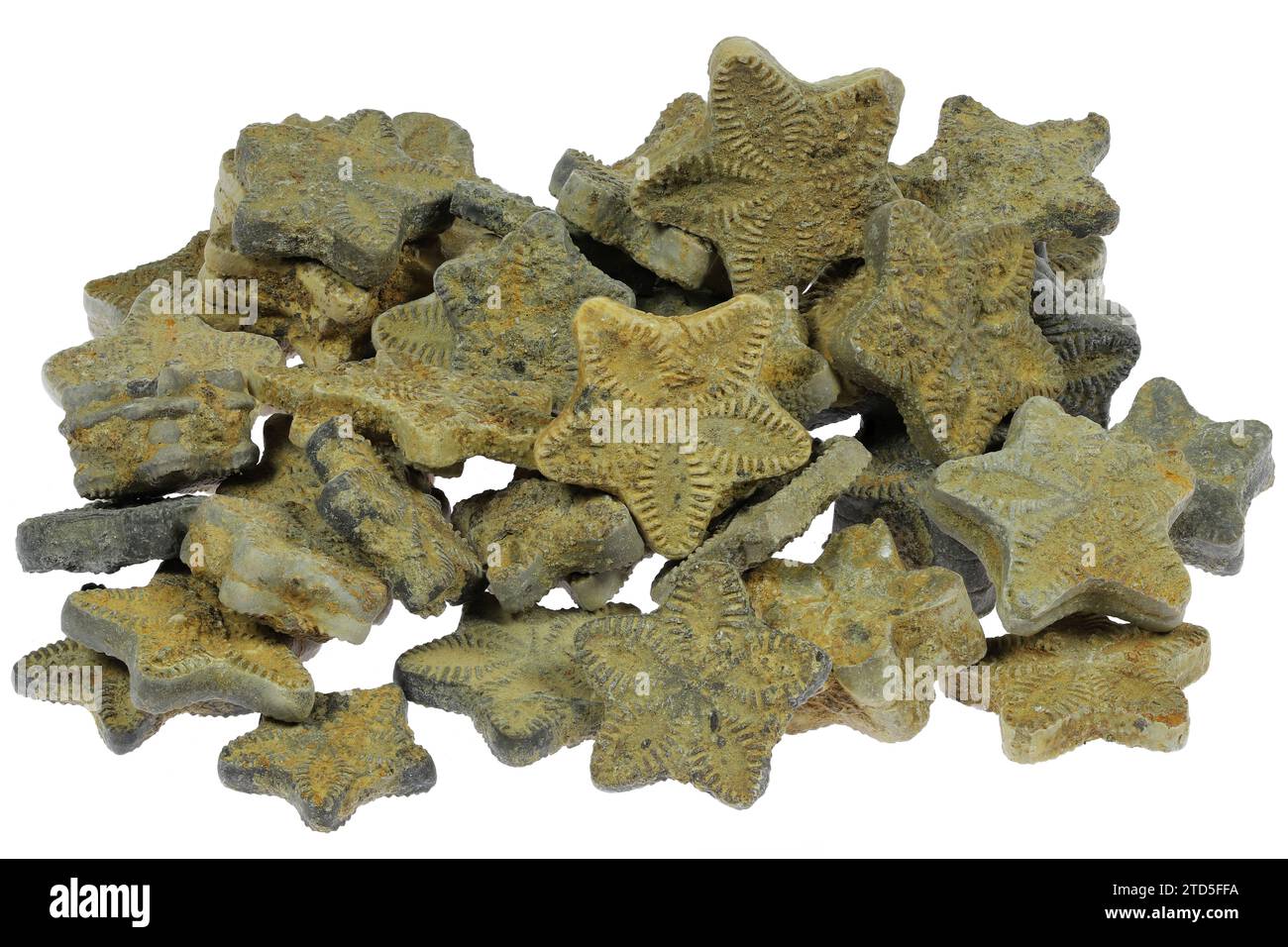 crinoid stars from Ellange, Luxembourg isolated on white background ...