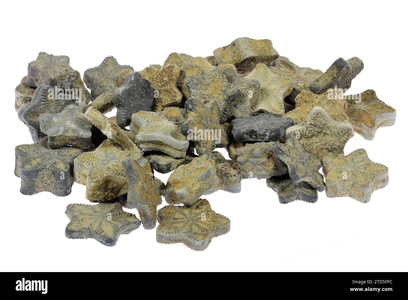 crinoid stars from Ellange, Luxembourg isolated on white background ...