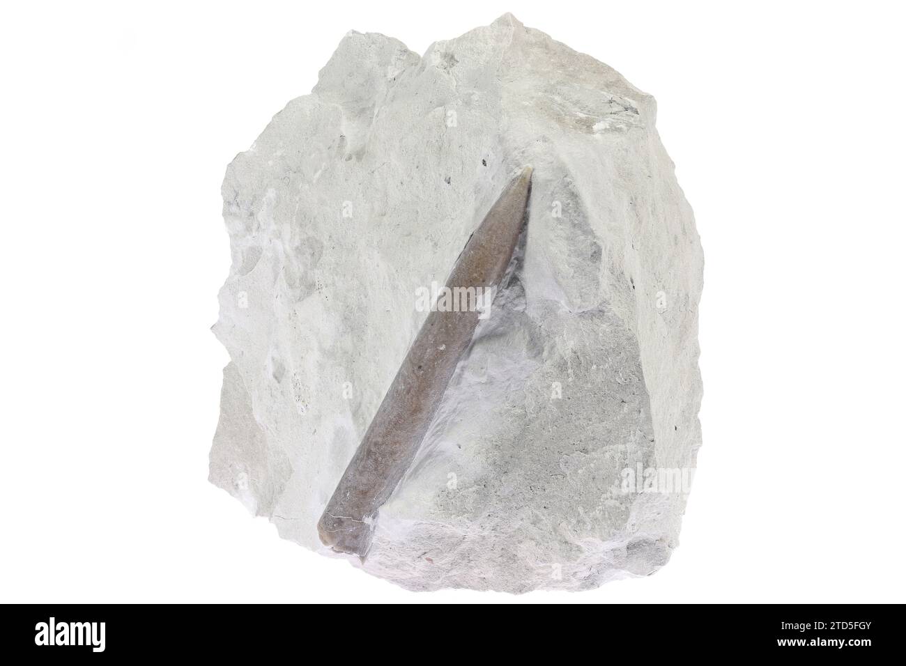 belemnite (Gonioteuthis quadrata) in matrix from the Höver, Germany ...