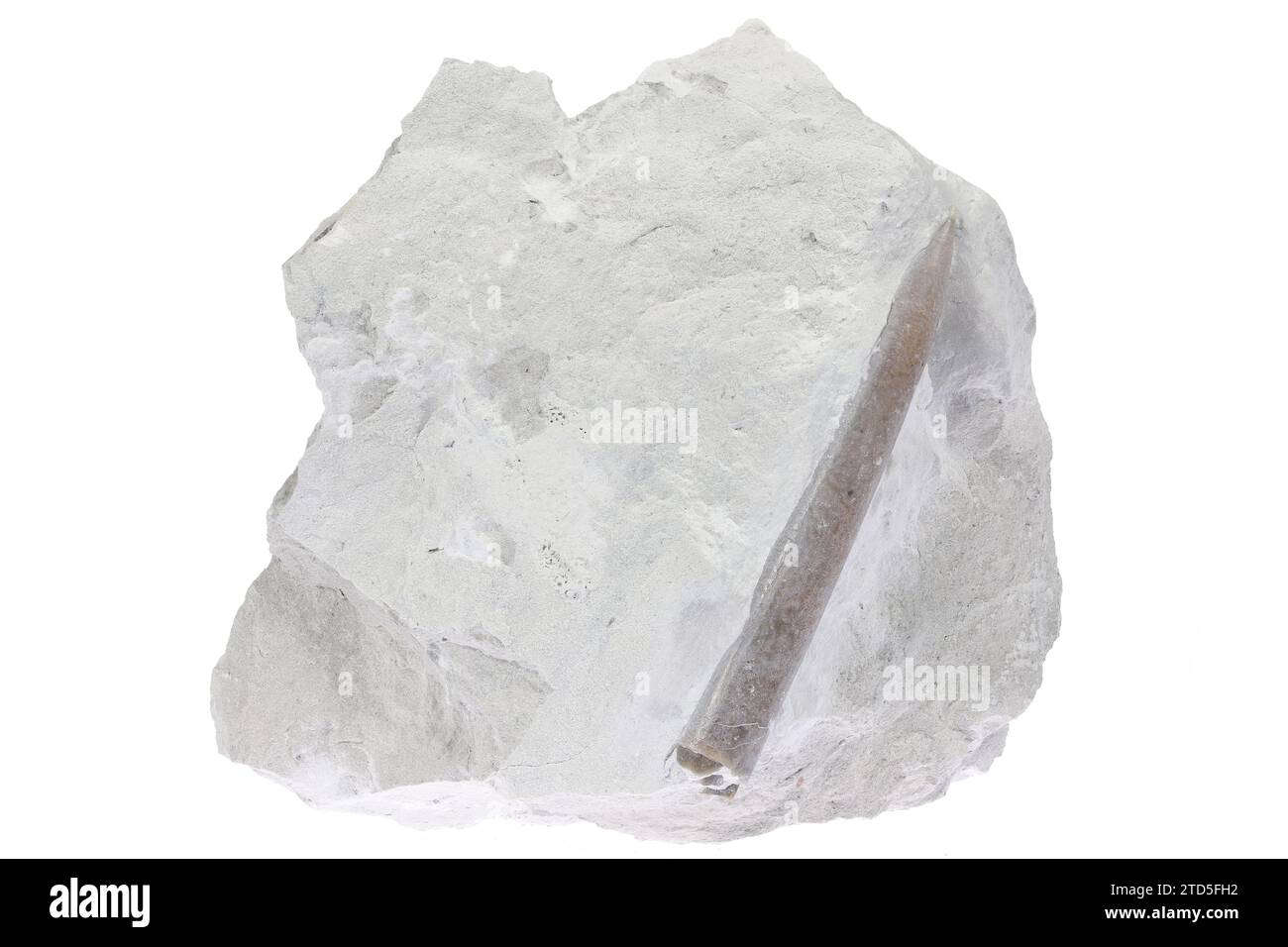Belemnite hi-res stock photography and images - Alamy