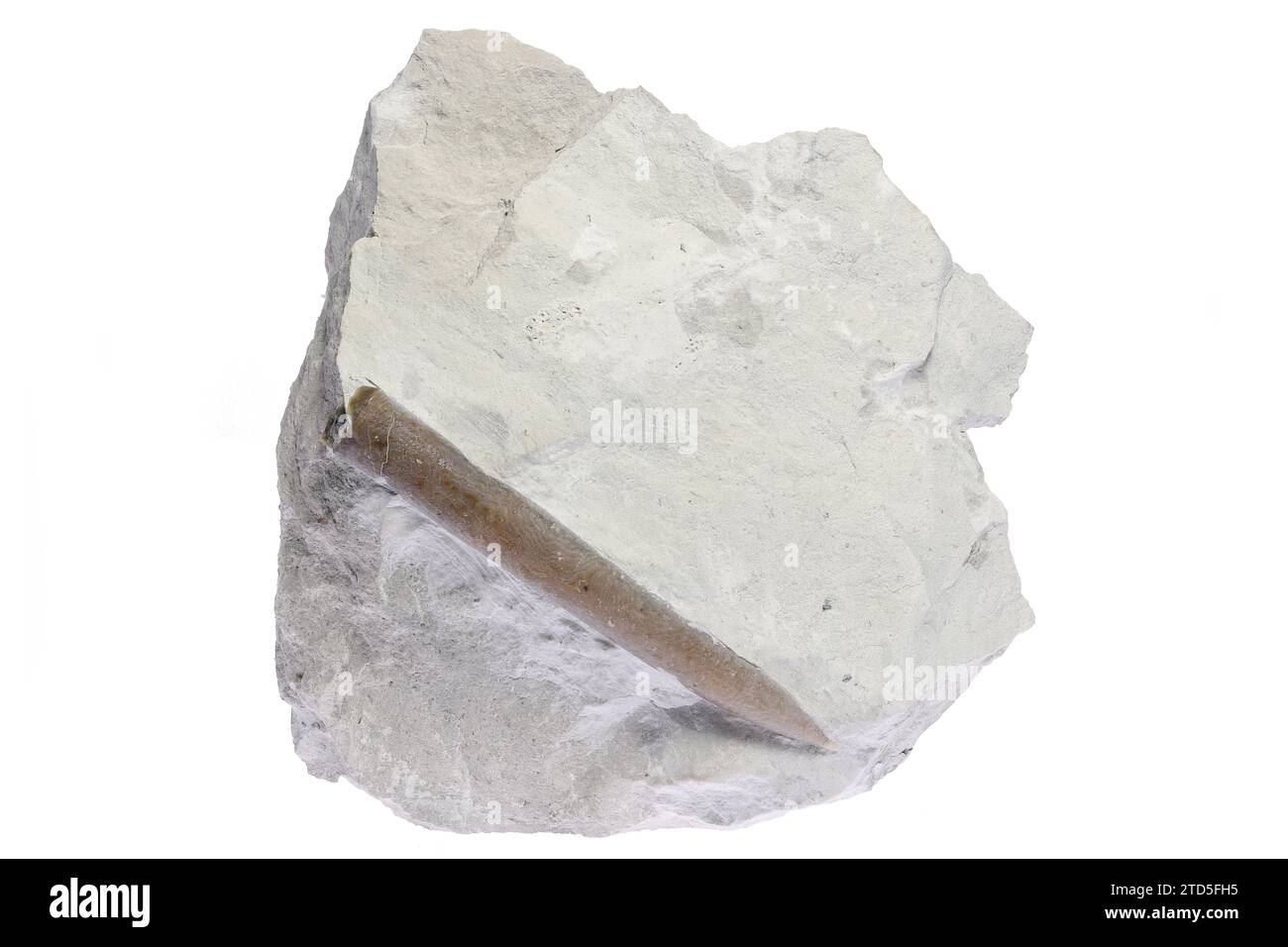 belemnite (Gonioteuthis quadrata) in matrix from the Höver, Germany ...