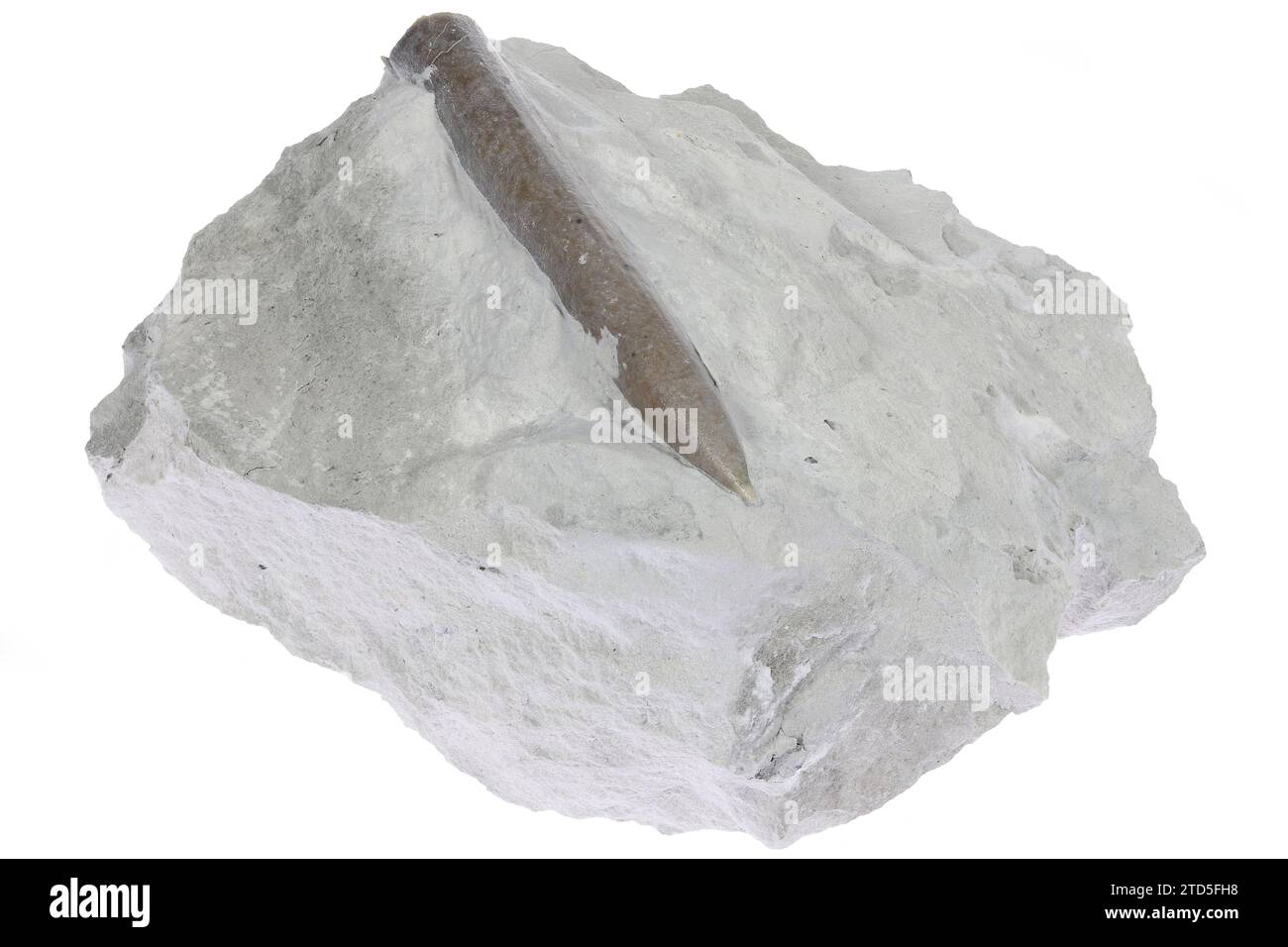 belemnite (Gonioteuthis quadrata) in matrix from the Höver, Germany ...