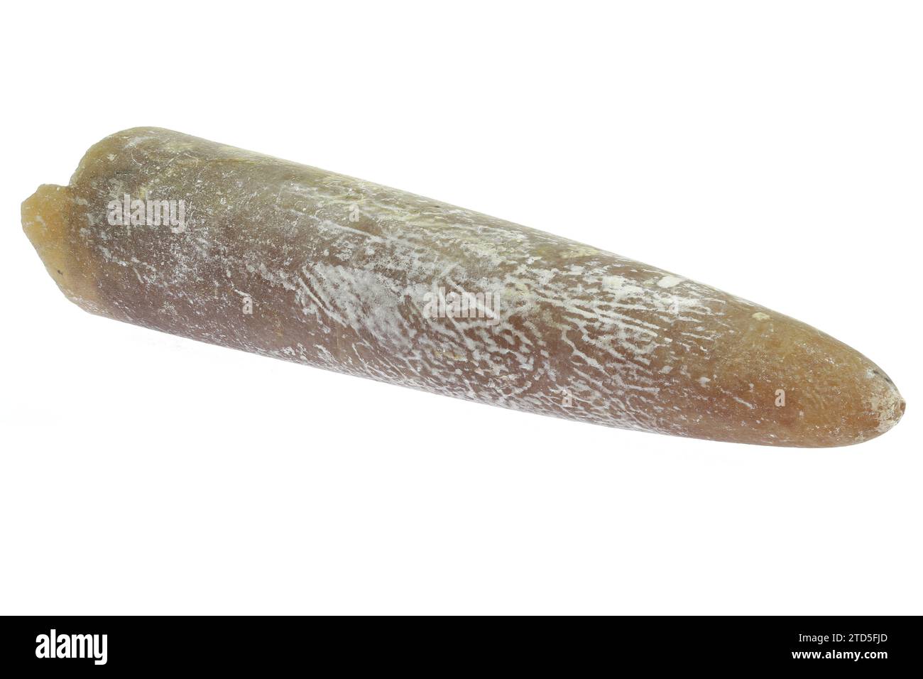 belemnite (Gonioteuthis quadrata) from the Höver, Germany isolated on ...