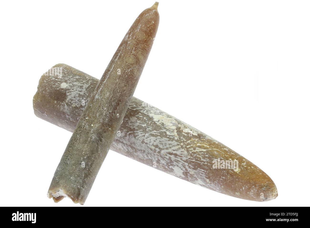 belemnites (Gonioteuthis quadrata) from the Höver, Germany isolated on ...