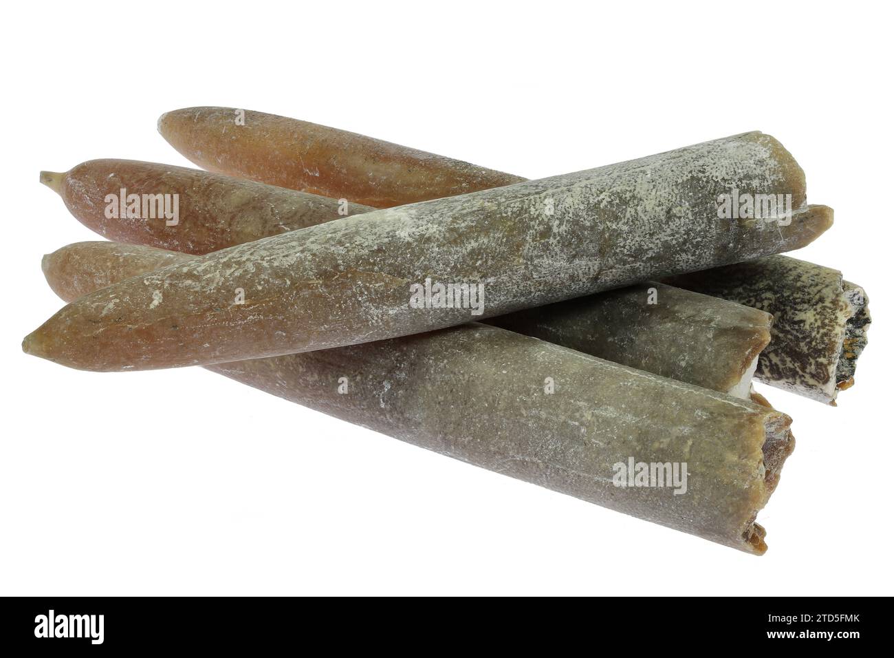 belemnites (Gonioteuthis quadrata) from the Höver, Germany isolated on ...