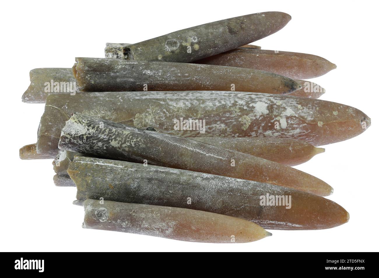 belemnites (Gonioteuthis quadrata) from the Höver, Germany isolated on ...