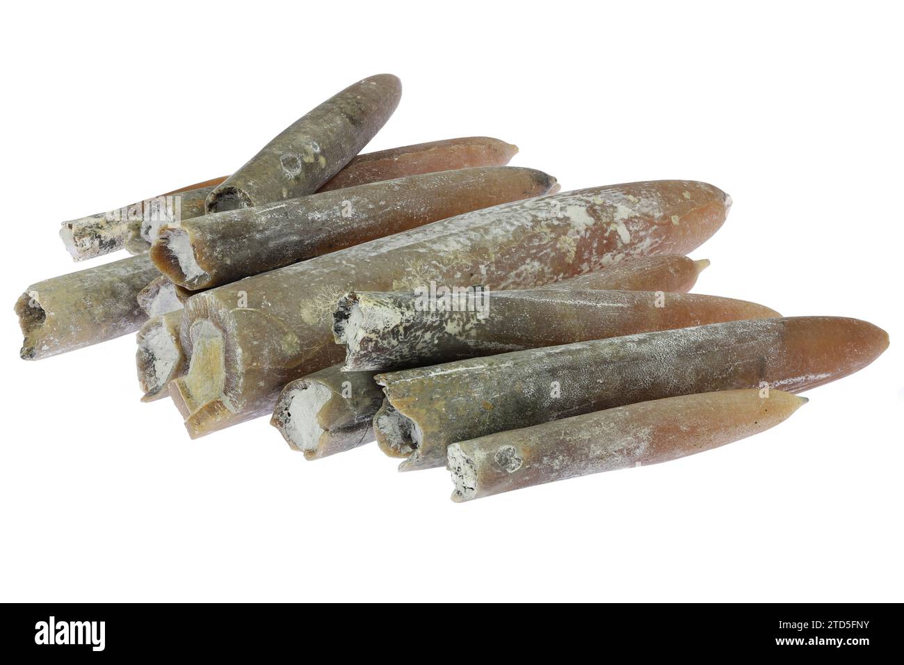 belemnites (Gonioteuthis quadrata) from the Höver, Germany isolated on ...