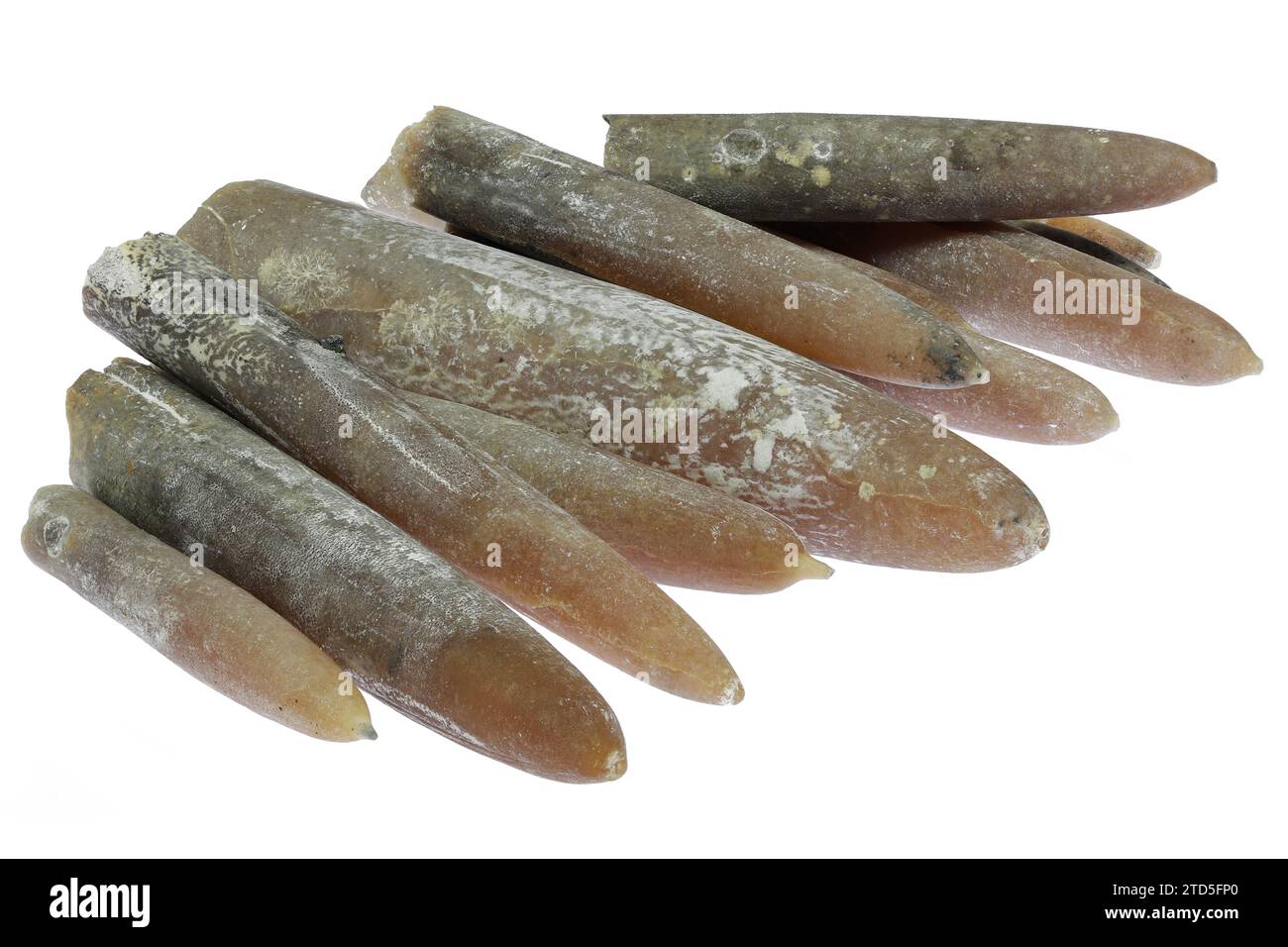 belemnites (Gonioteuthis quadrata) from the Höver, Germany isolated on ...