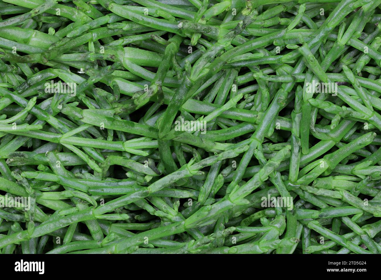 common glasswort for background use Stock Photo - Alamy