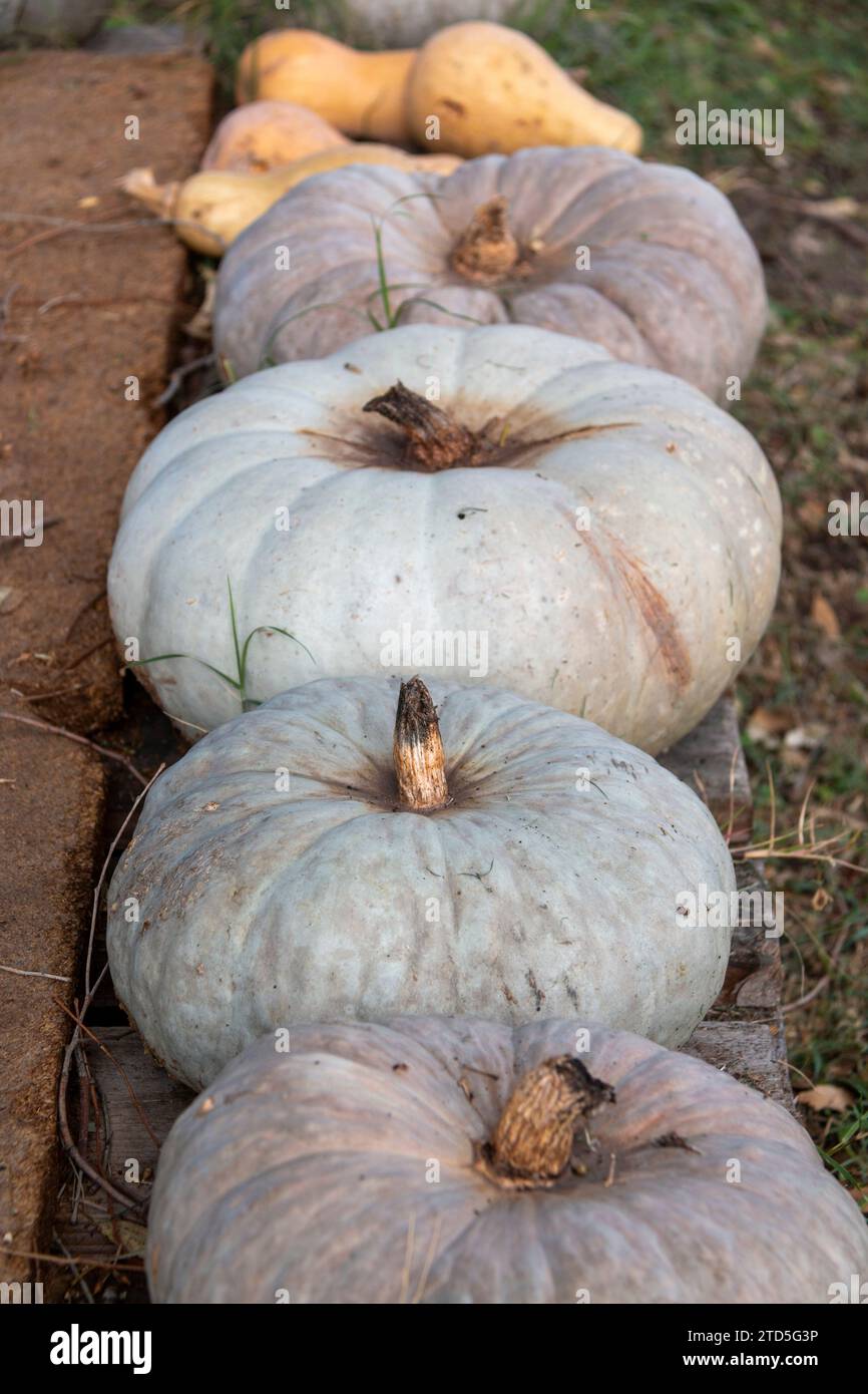Vegetables fruit grown organically hi-res stock photography and images ...