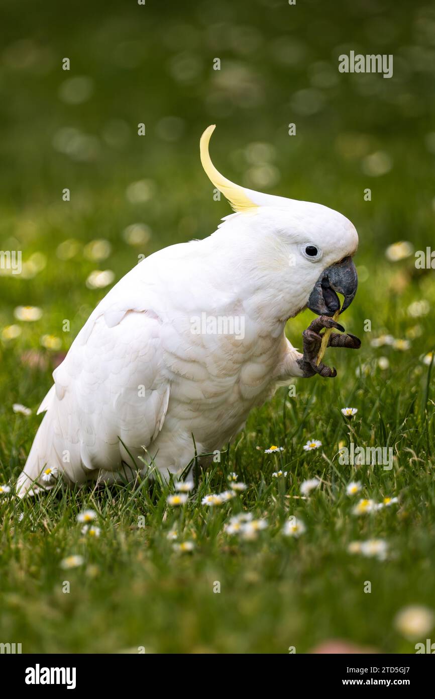 Portrait of a Cockatoo Eating Stock Photo - Alamy
