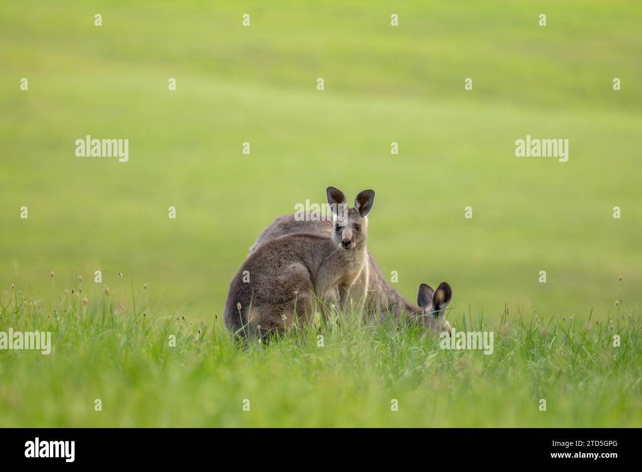 Portrait of a Mother and Baby Kangaroo Stock Photo - Alamy