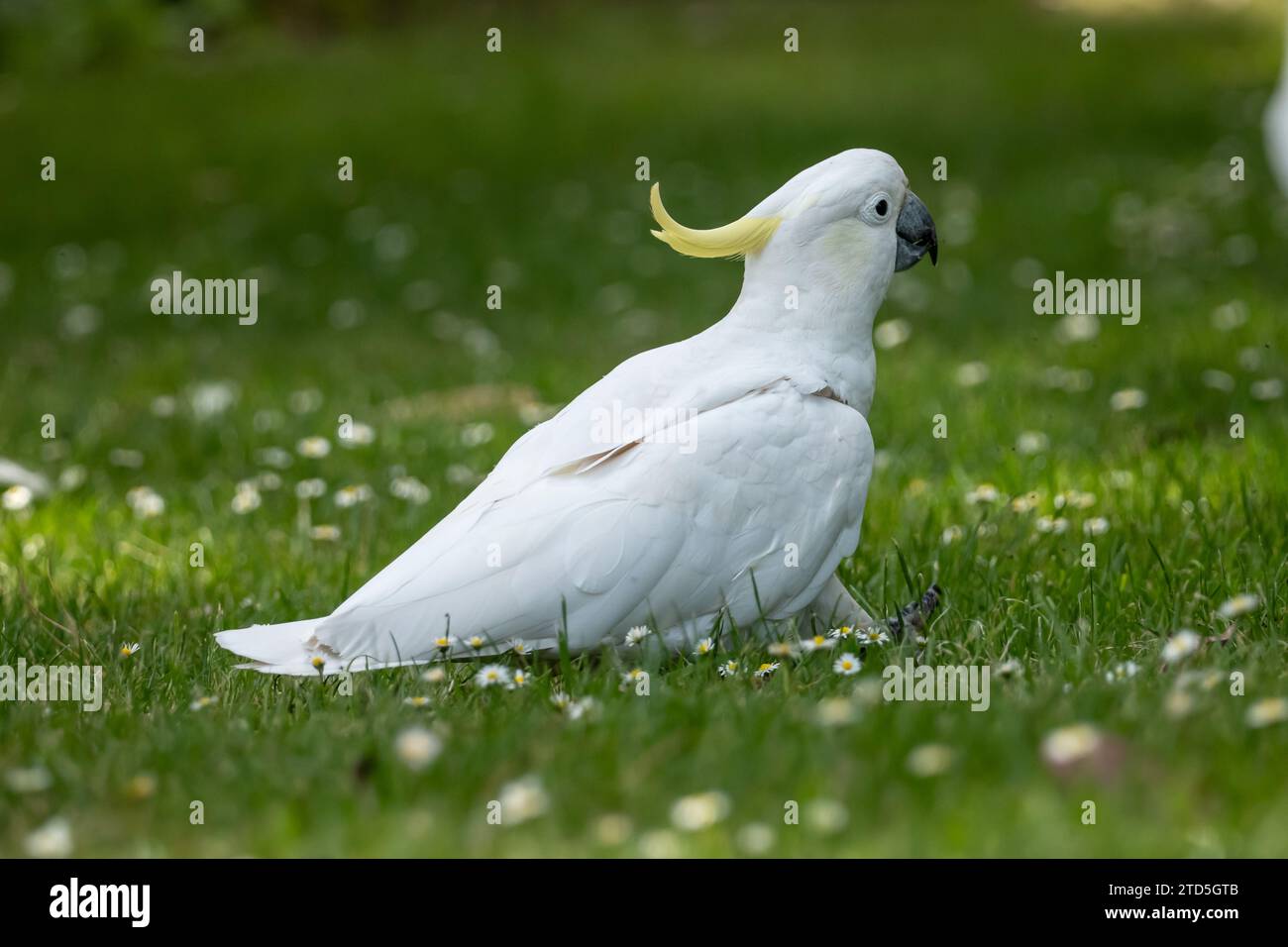 Australian aviculture hi-res stock photography and images - Alamy