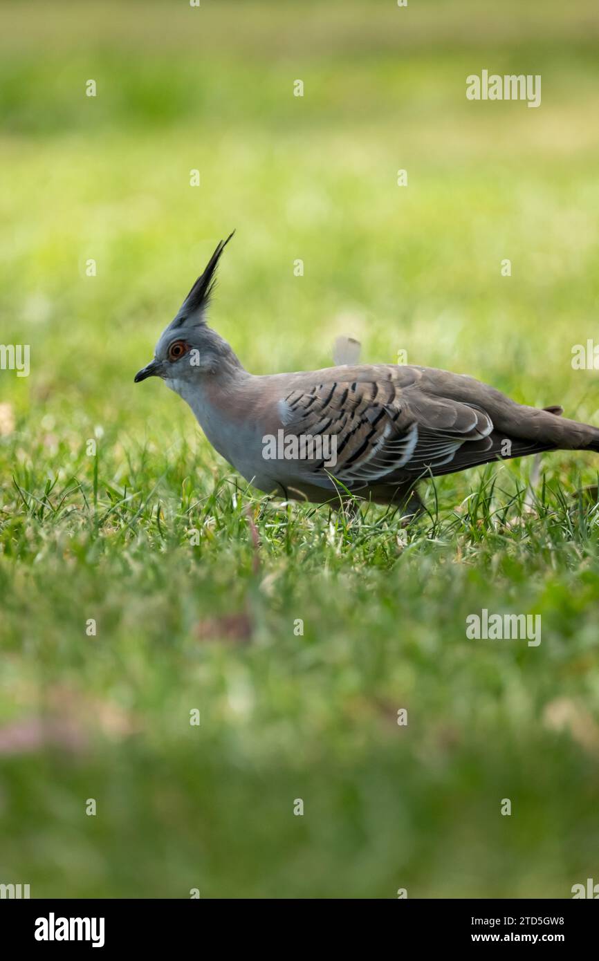 Common australian pigeon hi-res stock photography and images - Alamy