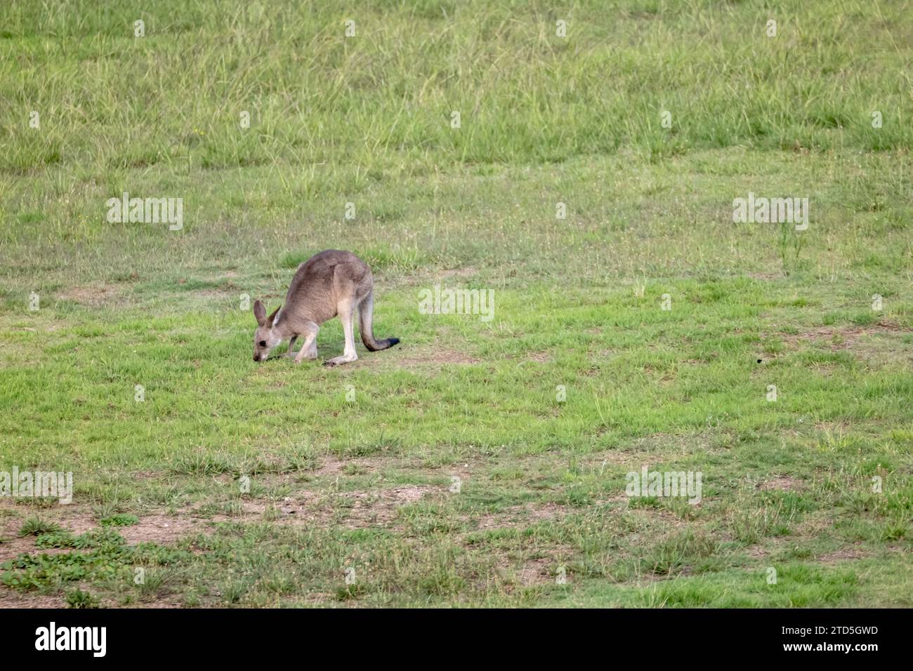 Young male kangaroo standing hi-res stock photography and images - Alamy