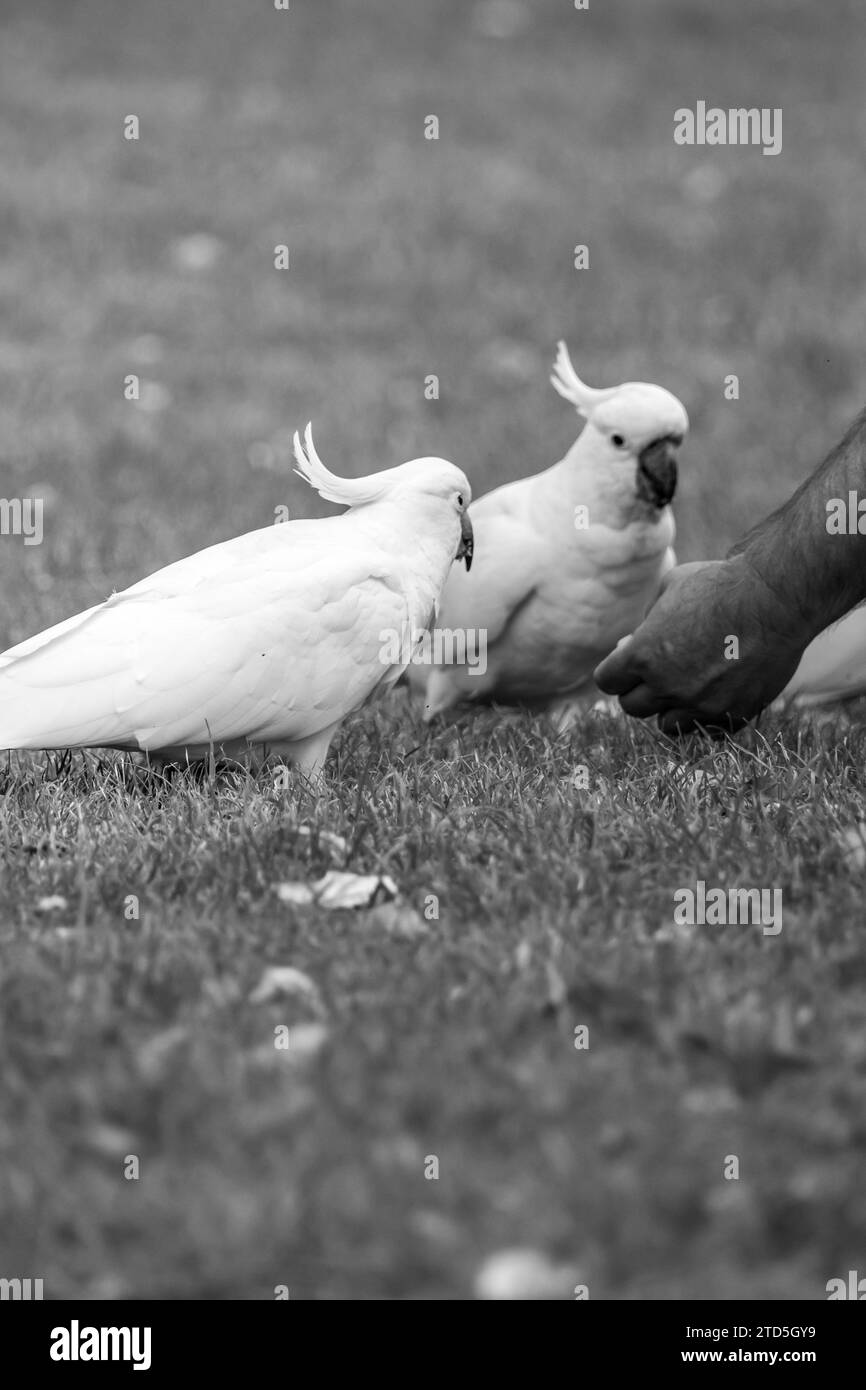 Young cockatoo parrot hi-res stock photography and images - Alamy