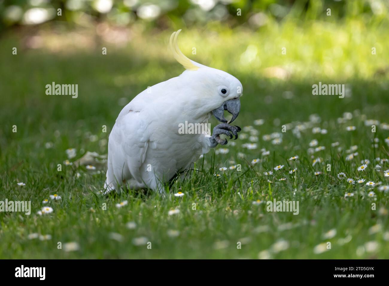 Yellow crested cockatoo eating park hi-res stock photography and images ...