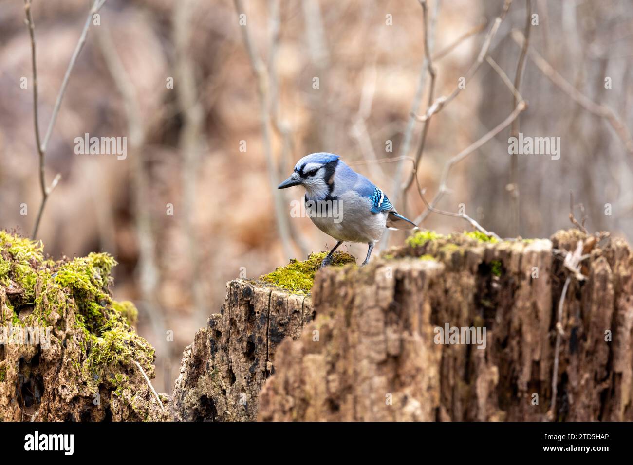 Blue jay on a moss covered tree stump Stock Photo - Alamy