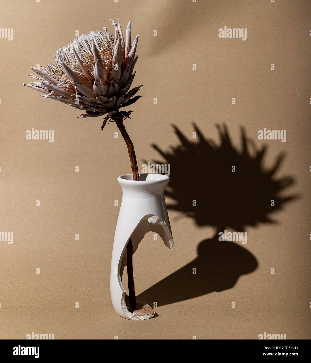 Flower in broken vase. Dry plant in cracked shattered pottery Stock ...