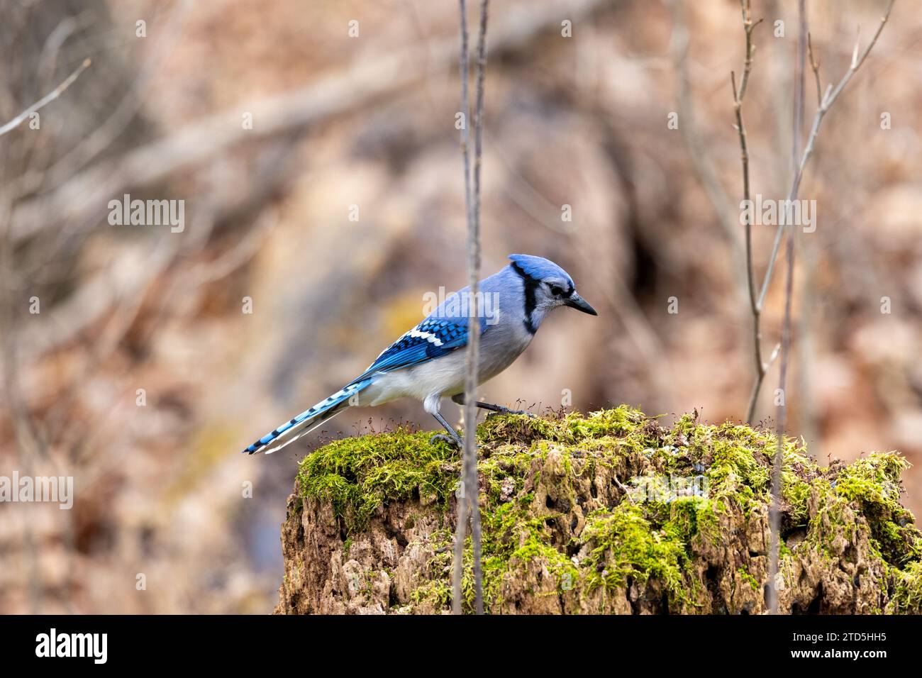 Jay with moss in beak hi-res stock photography and images - Alamy