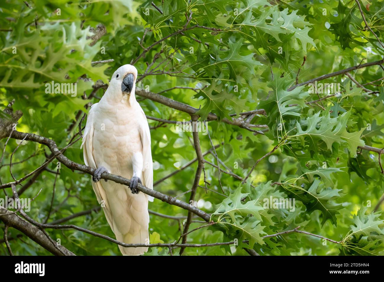 Portrait of a Wild Cockatoo on a Tree Branch in Australia Stock Photo ...