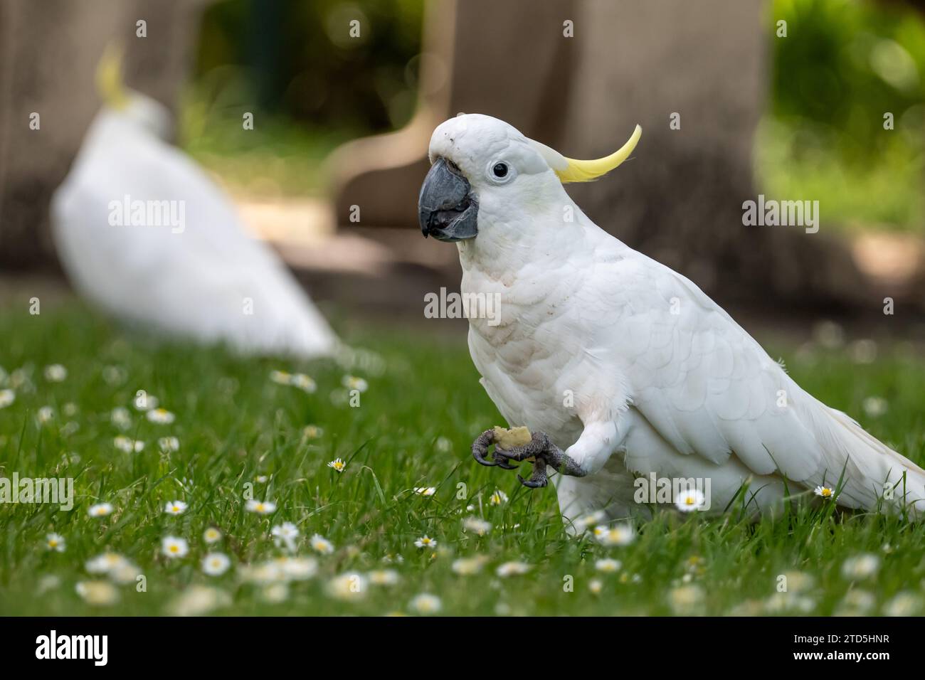 Australian aviculture hi-res stock photography and images - Alamy