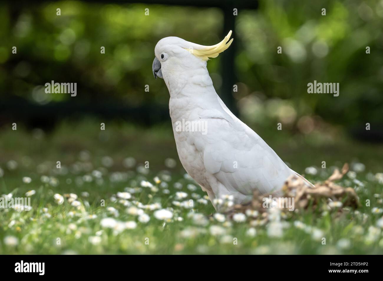 Australian aviculture hi-res stock photography and images - Alamy