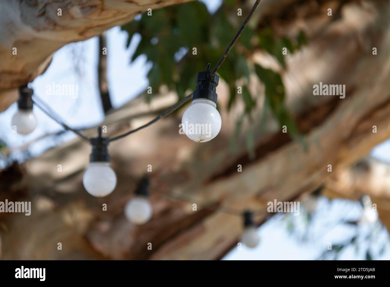 Light bulb hanging on a tree hi-res stock photography and images - Alamy