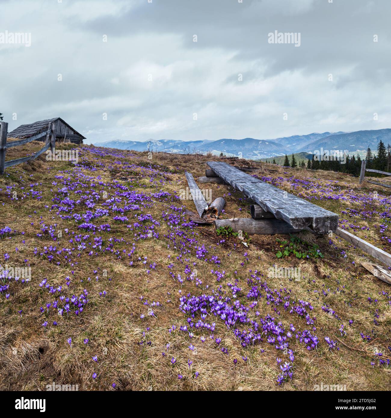 Blooming purple violet Crocus heuffelianus (Crocus vernus) alpine ...