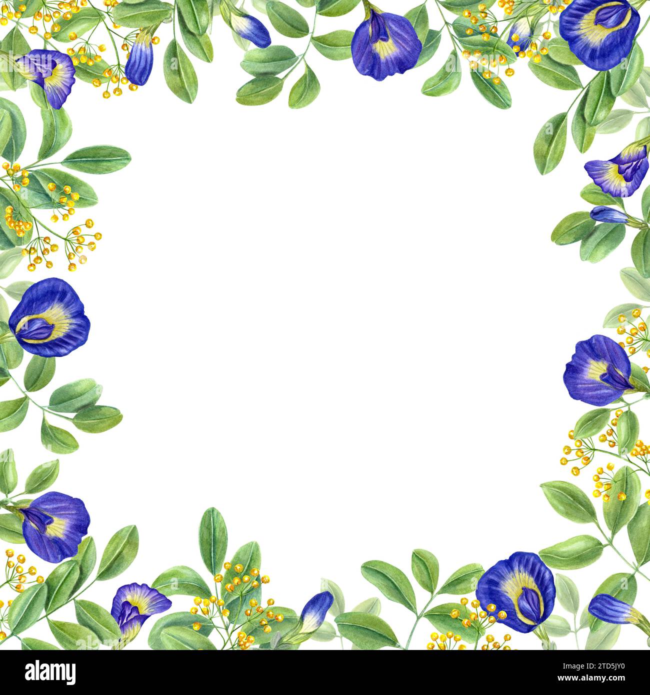 Frame with yellow and blue flowers. Butterfly pea flowers. Tropical ...
