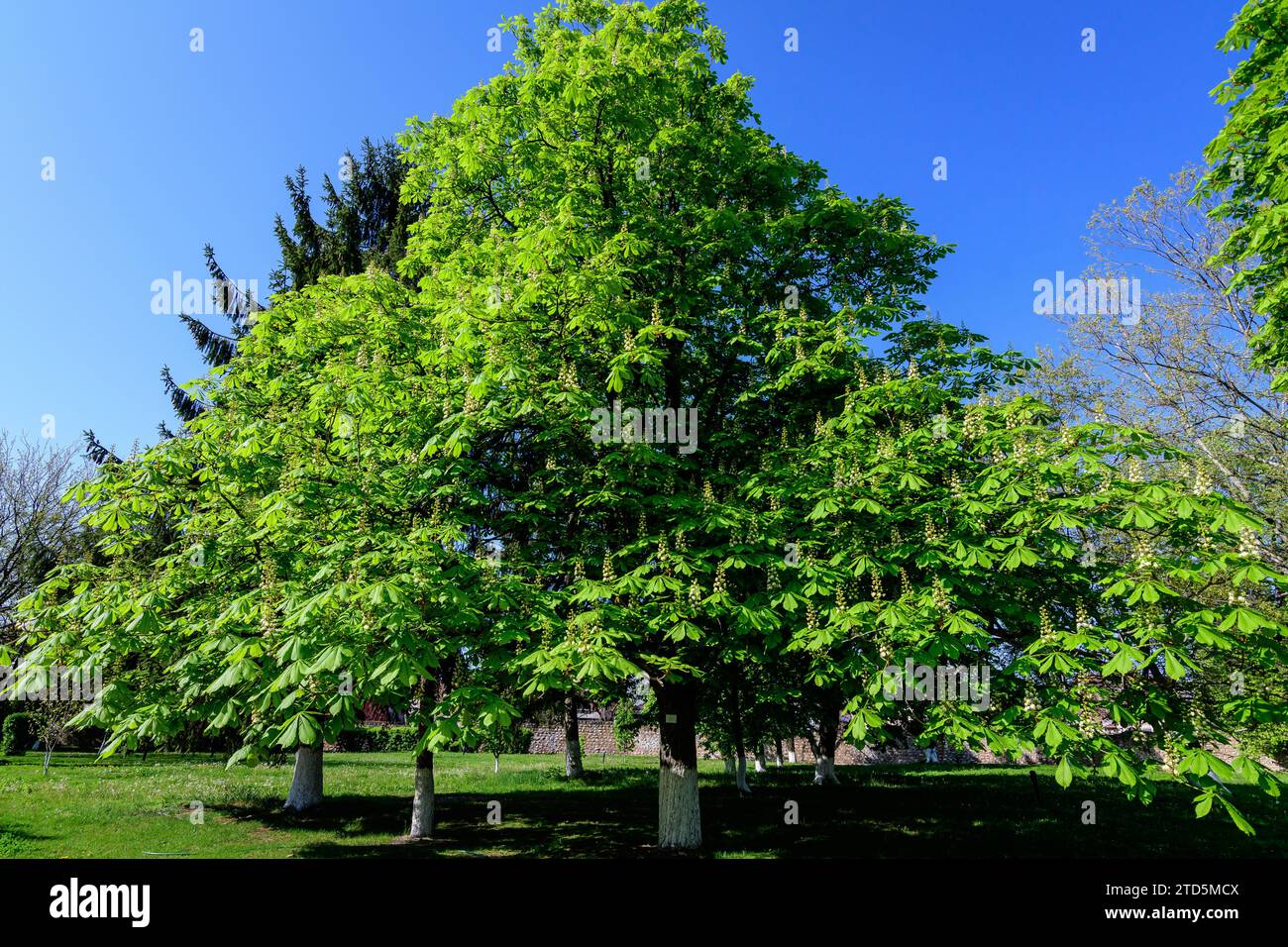 Large Chestnut tree with green leaves and white flowers and buds on ...