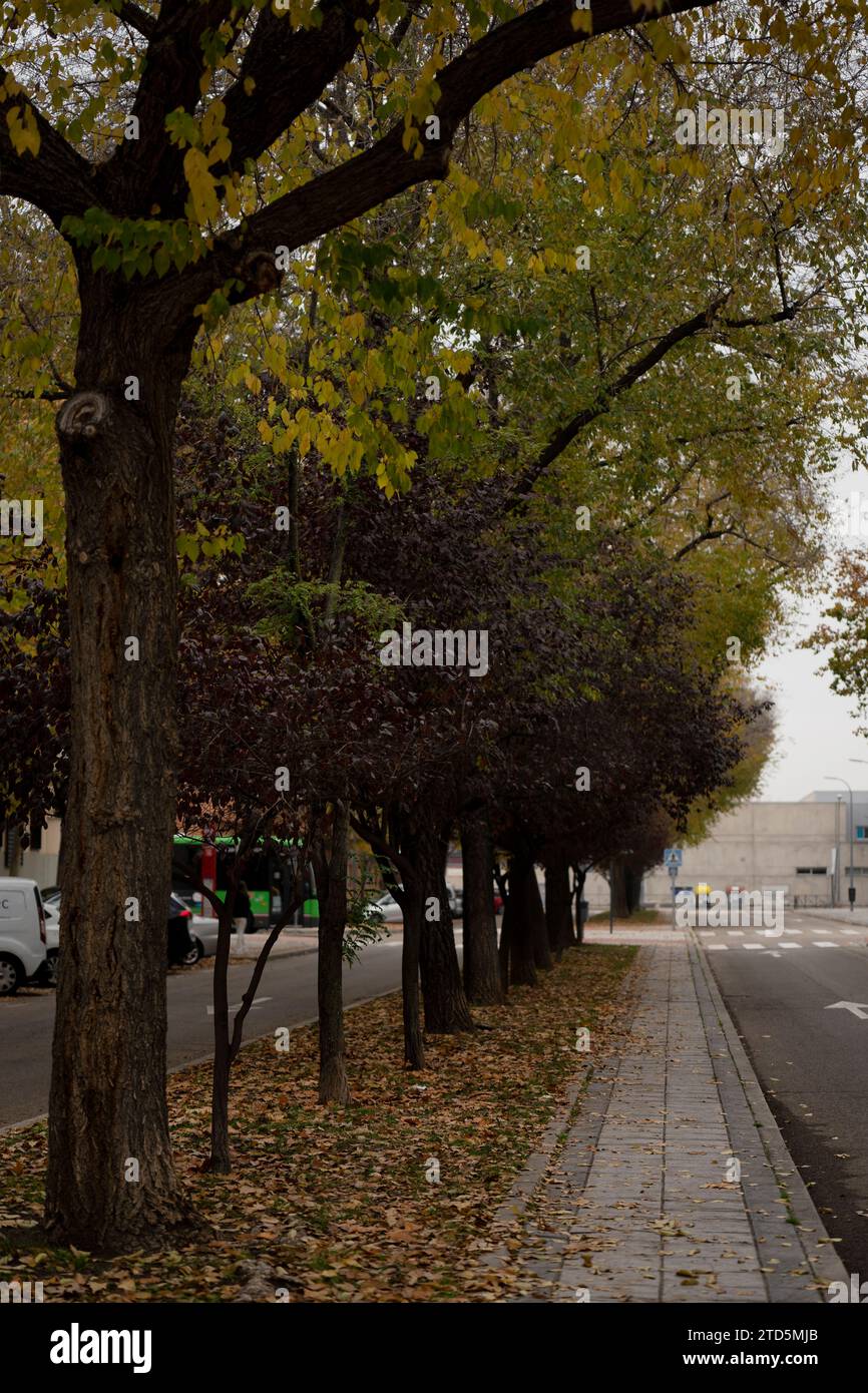 street trees in autumn with leaves falling Stock Photo - Alamy
