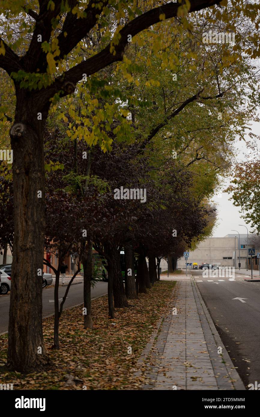 street trees in autumn with leaves falling Stock Photo - Alamy