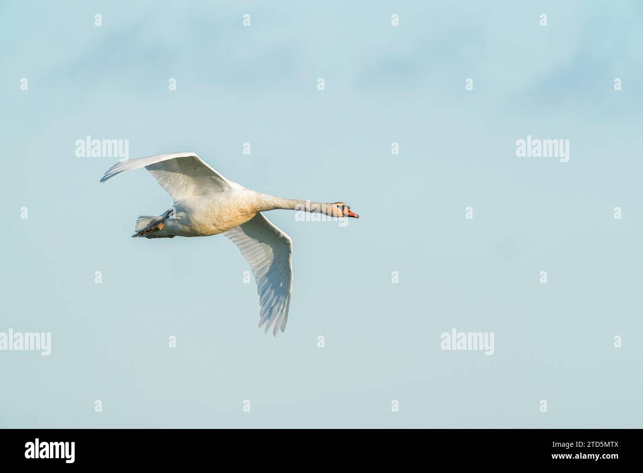 mute swan, Cygnus olor, single adult bird flying over bird reserve ...