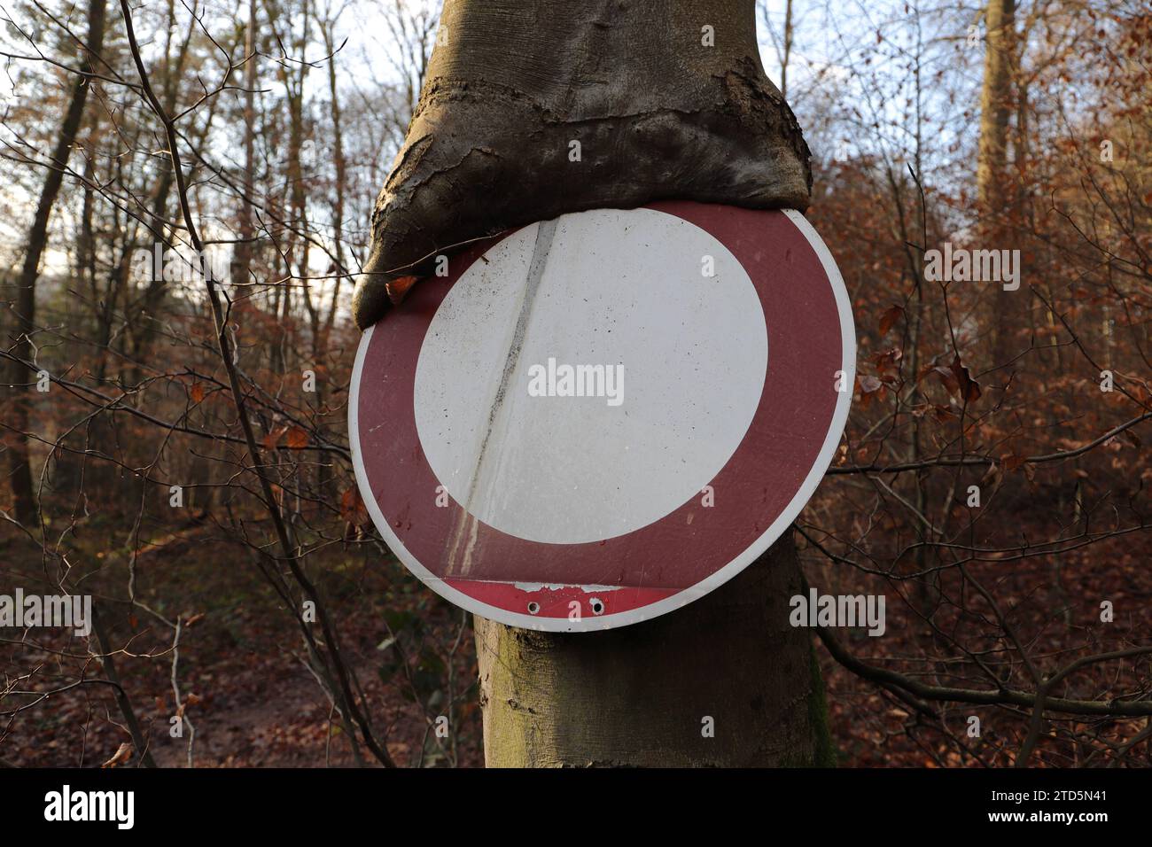 A traffic sign “No passage” has grown into a tree Stock Photo - Alamy