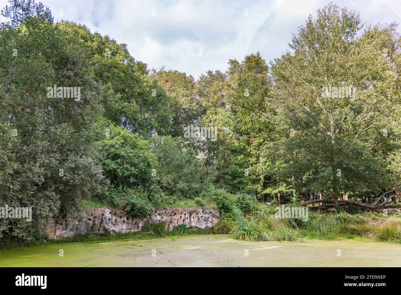 Swallow nests wall in little nature park in Siddeburen municipallity ...
