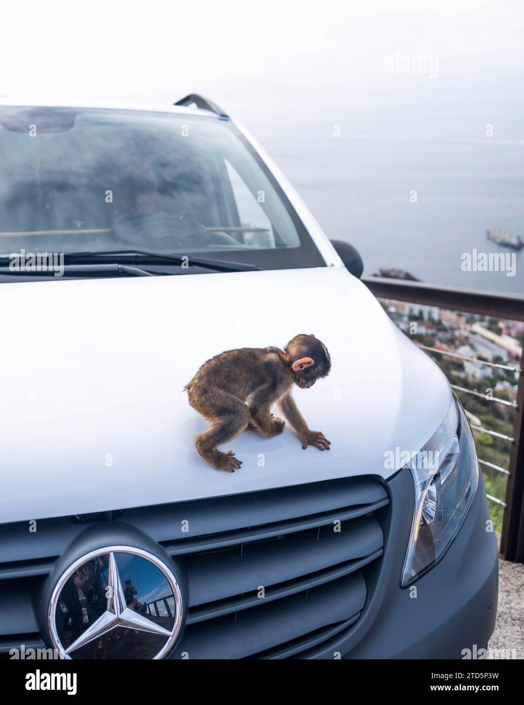 The photo was made in Gibraltar, 19 October , 2023, Upper Rock Nature ...