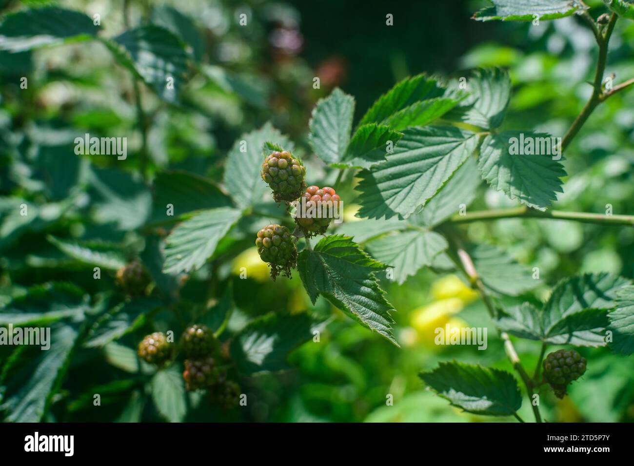 Small green fruits hi-res stock photography and images - Alamy