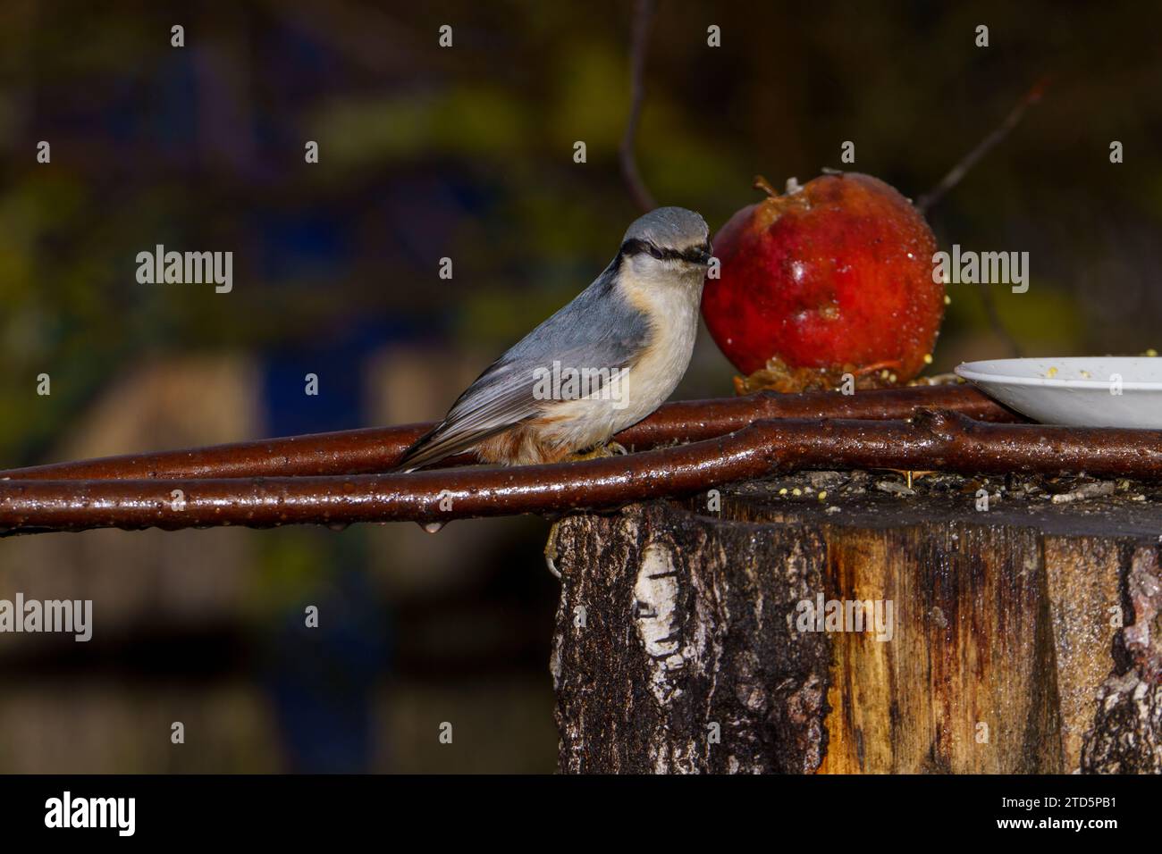 Sitta europaea Family Sittidae Genus Sitta Eurasian nuthatch Wood ...