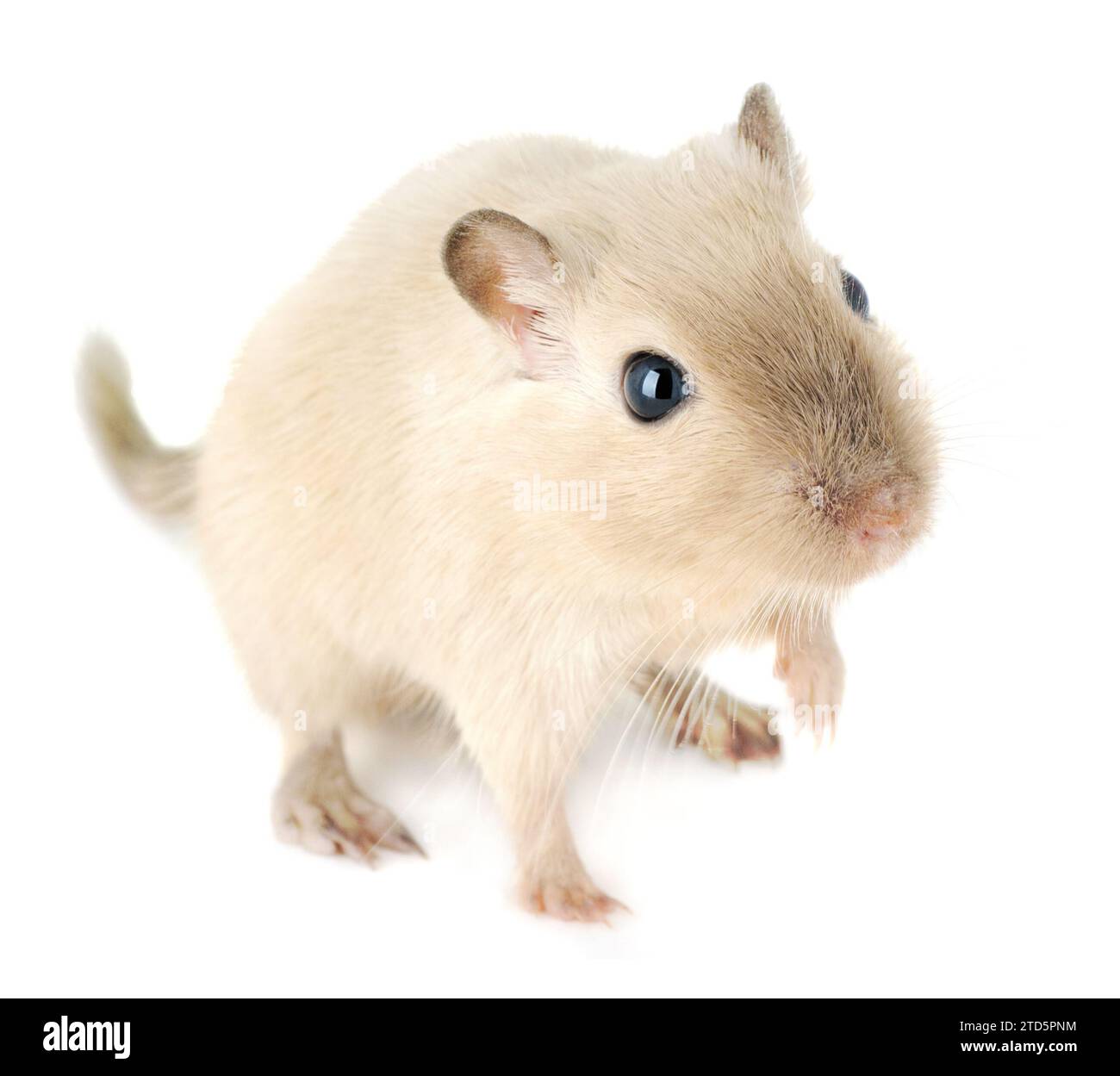 Close-up of a cute young gerbil pet looking up, with a soft cream coat ...