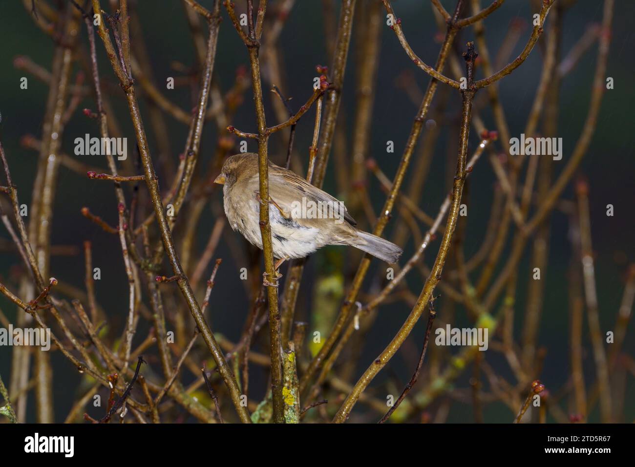 Passer domesticus Family Passeridae Genus Passer House sparrow wild ...