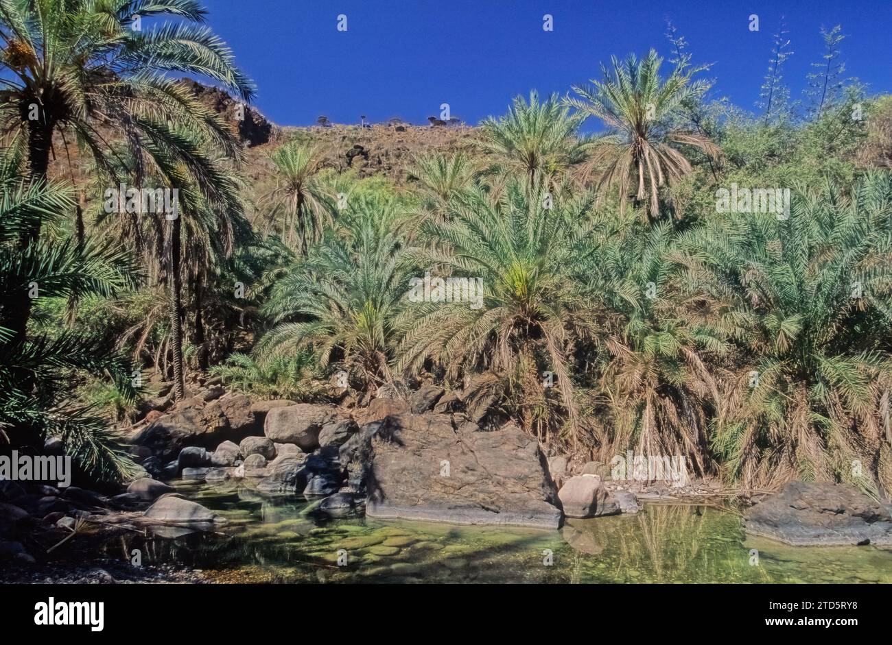 The Diksam Plateau or Dixam Plateau is a limestone plateau in Socotra ...