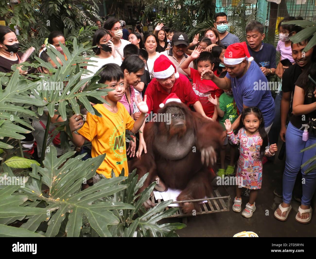 "Marimar" the orangutan seen being pulled on a cart by Manny Tangco, founder of Malabon Zoo. Pet ...