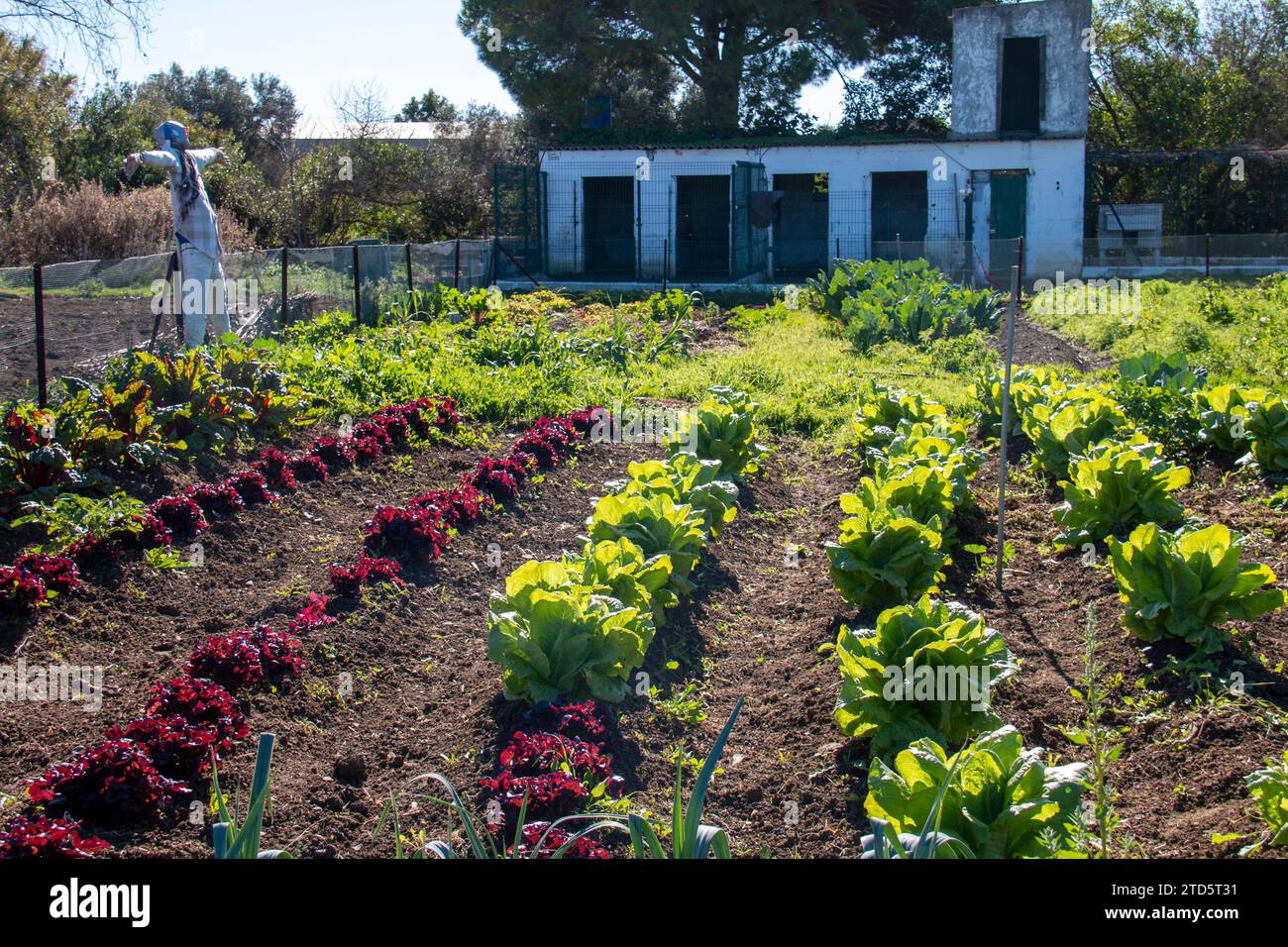 View of a vegetable patch where organically grown vegetables grow Stock ...