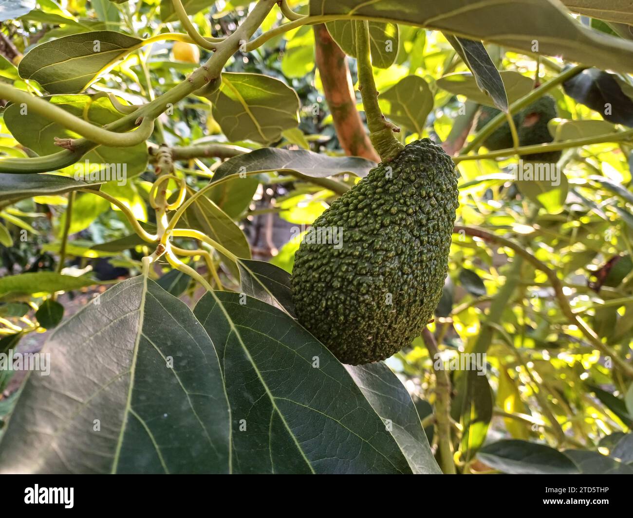 Avocado cultivation hi-res stock photography and images - Alamy