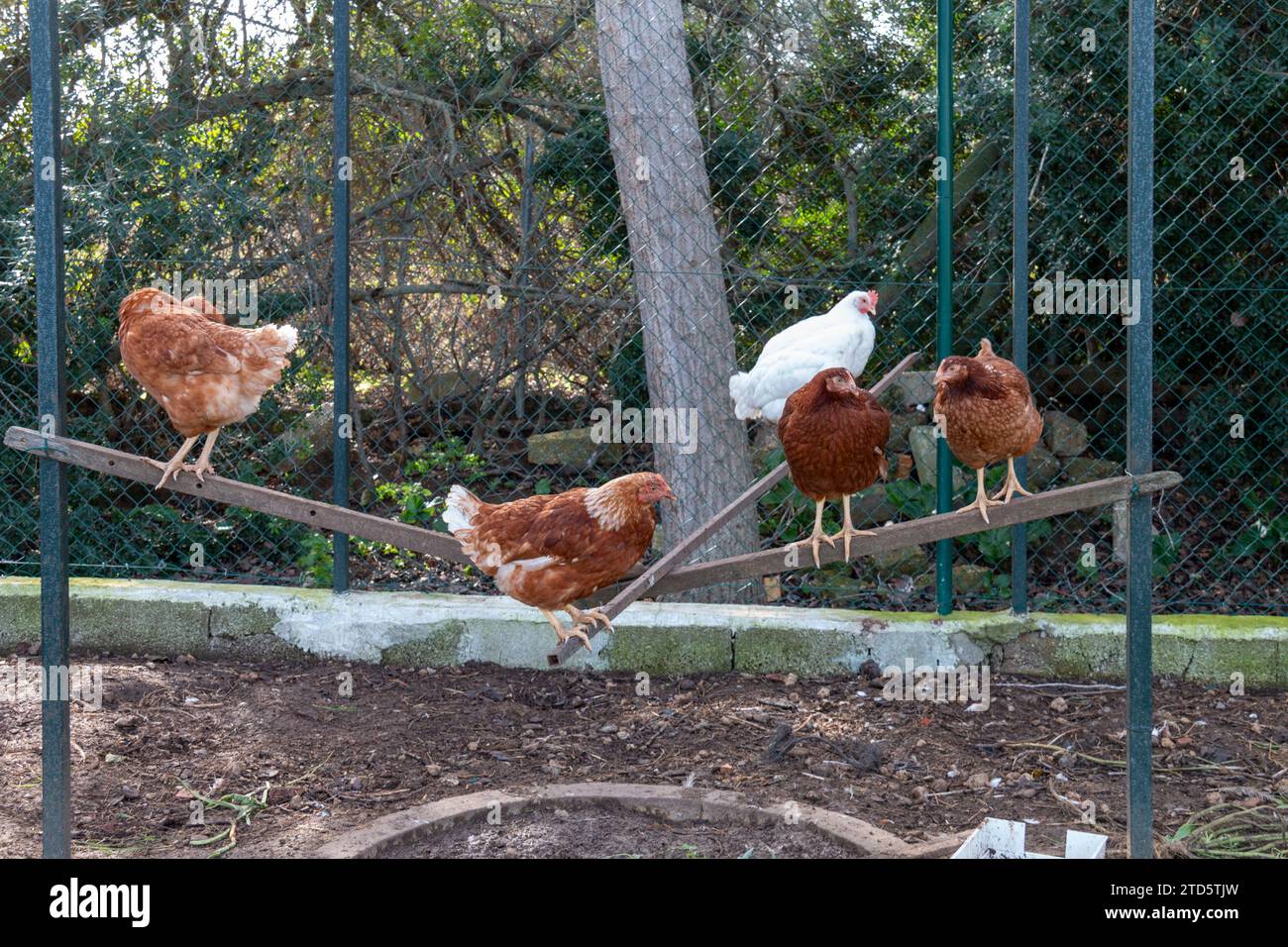 Organically raised chickens on a farm Stock Photo - Alamy