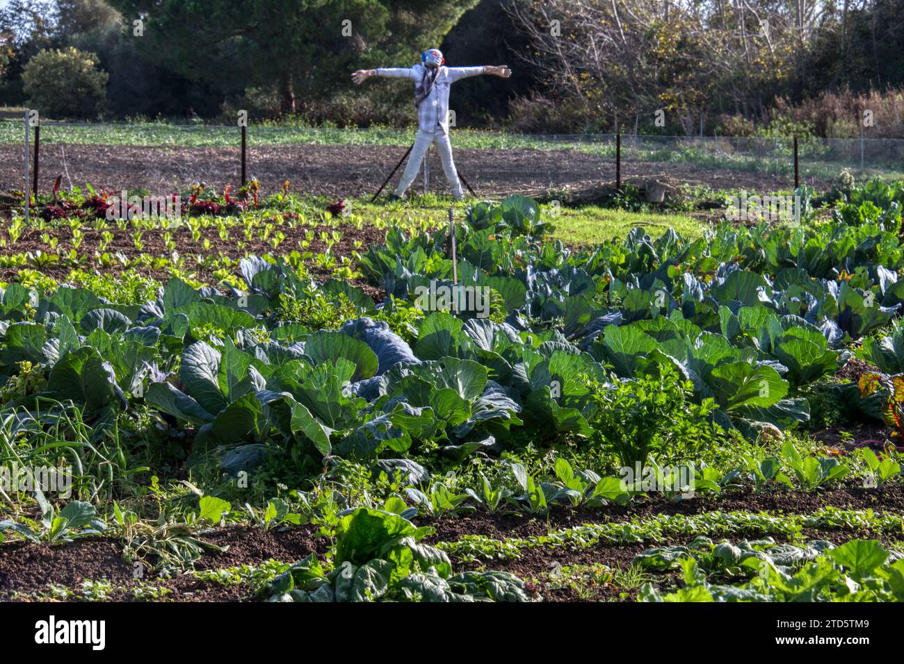 View of a vegetable patch where organically grown vegetables grow Stock ...