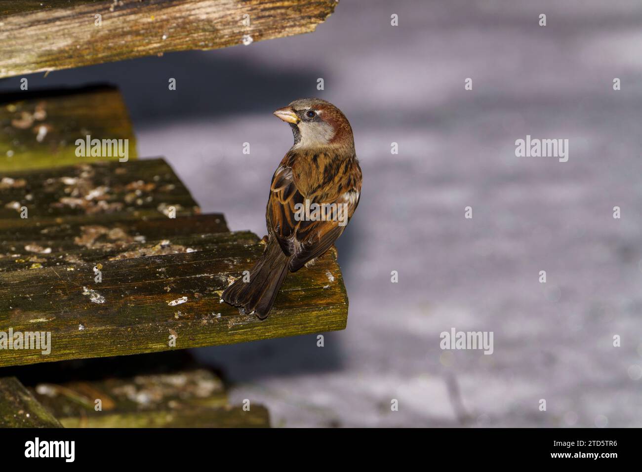 Passer domesticus Family Passeridae Genus Passer House sparrow wild ...