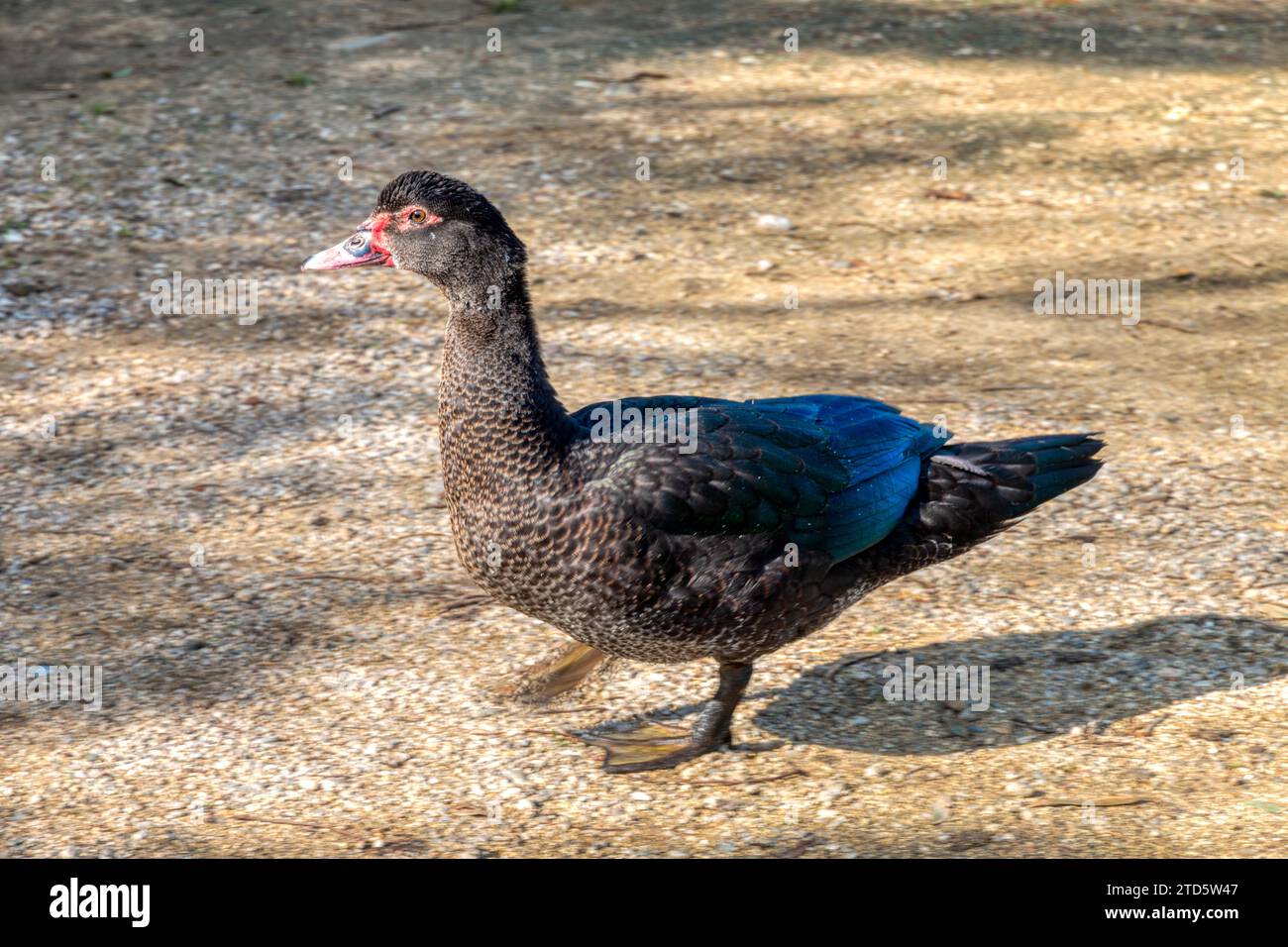 Photograph of a duck walking on land Stock Photo - Alamy